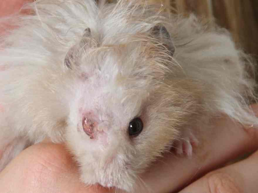 Theo the hamster had a broken eye - Best Family Shopping